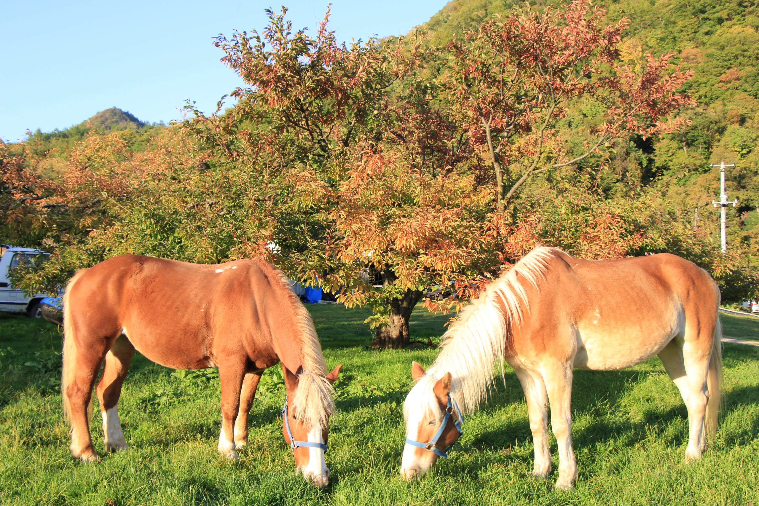 Horseback-Riding in the Countryside of Sapporo – Private Transfer ...