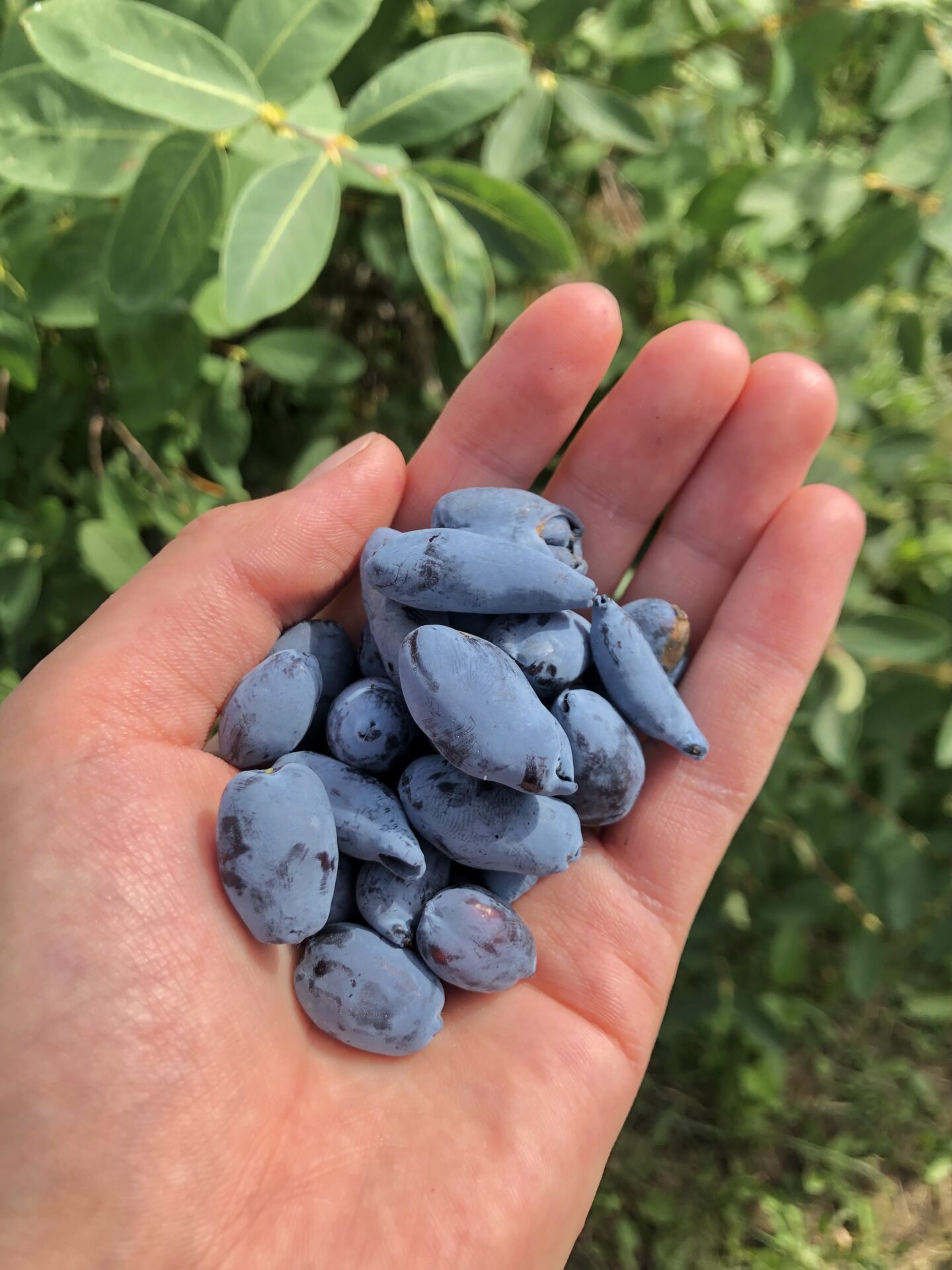 Guided farm tour- Pick haskap and make jam near Sapporo, all-you-can ...